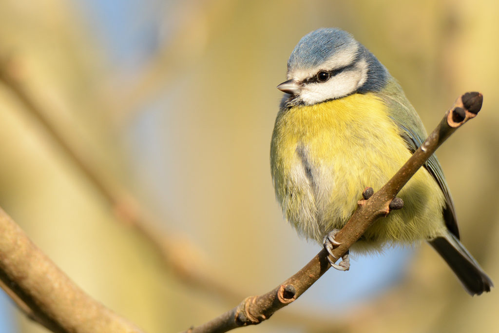 Ireland’s Birds - BirdWatch Ireland