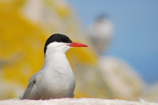 Arctic Tern - BirdWatch Ireland