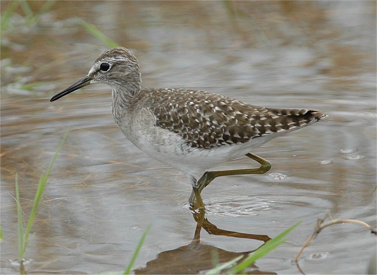Green Sandpiper - BirdWatch Ireland