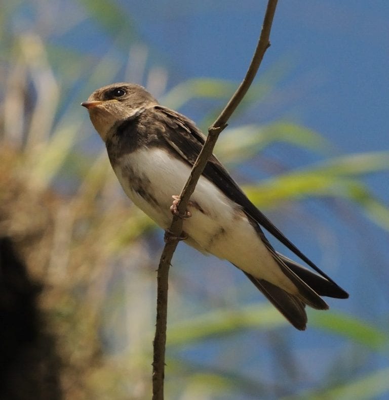 Watch the Sand Martins - BirdWatch Ireland