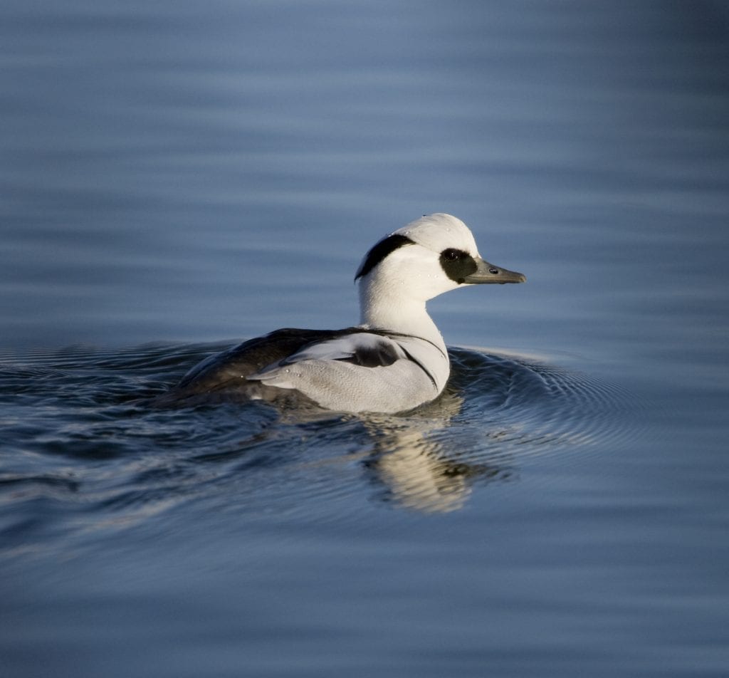 Smew - BirdWatch Ireland