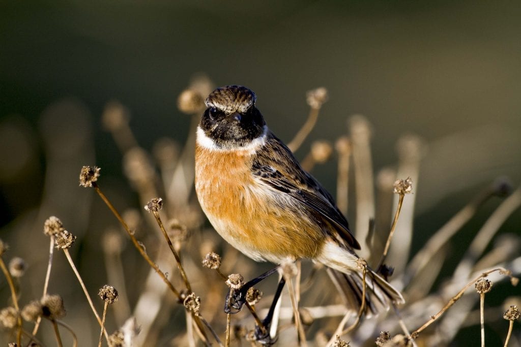 Stonechat - BirdWatch Ireland