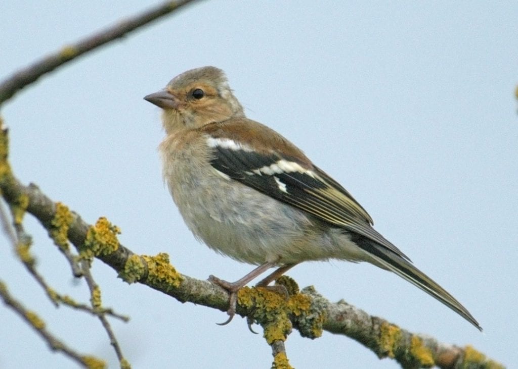 Garden Birds - Fledglings and their Parents - BirdWatch Ireland