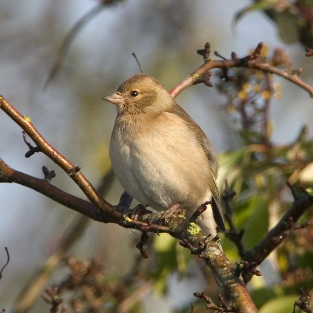Garden Birds - Fledglings and their Parents - BirdWatch Ireland