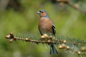 Garden Birds - Fledglings and their Parents - BirdWatch Ireland