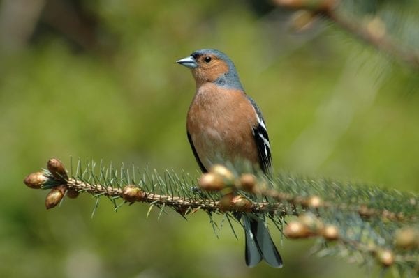 Garden Birds - Fledglings and their Parents - BirdWatch Ireland