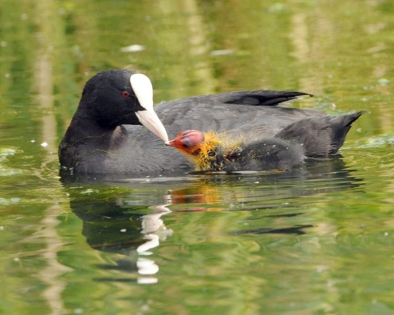 Lough Ree: A Wildlife Wonderland - BirdWatch Ireland
