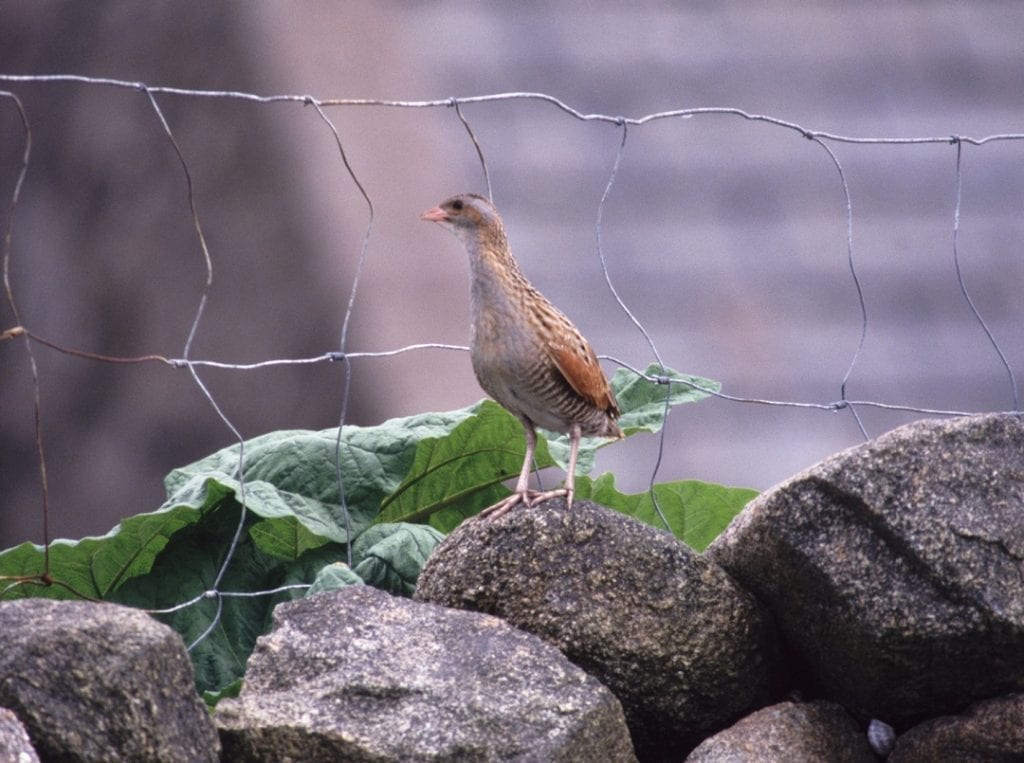 Countryside & Wetlands | BirdWatch Ireland