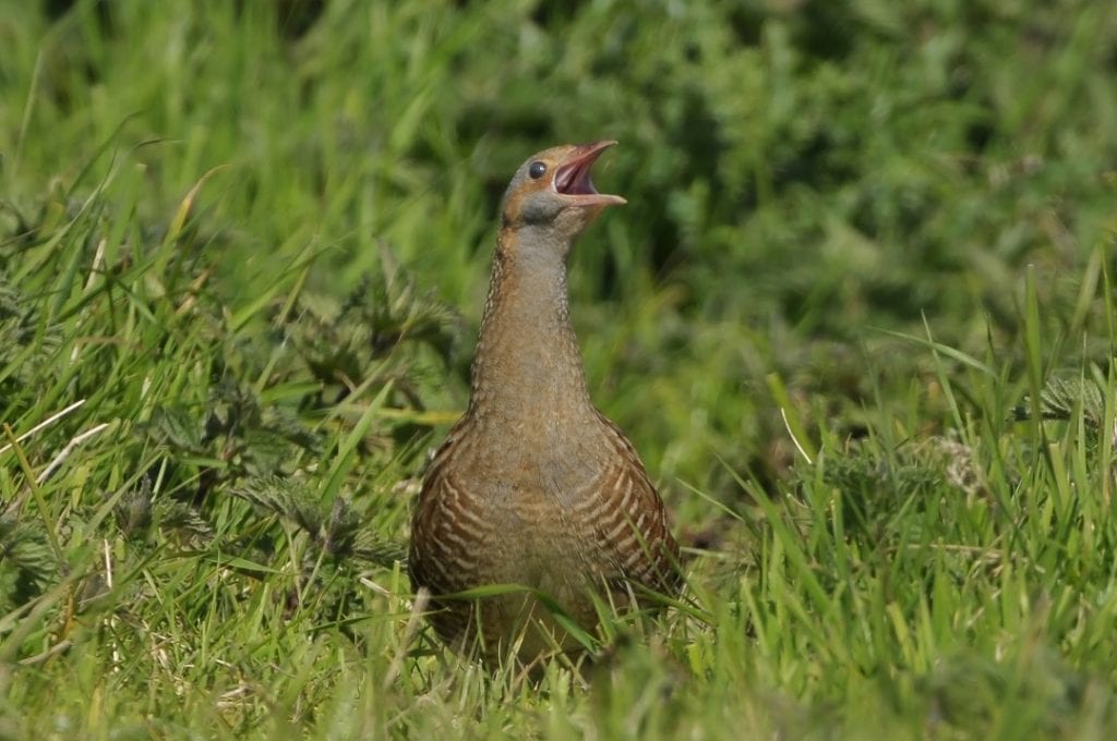 Positive news for Ireland's Corncrake population but numbers remain ...