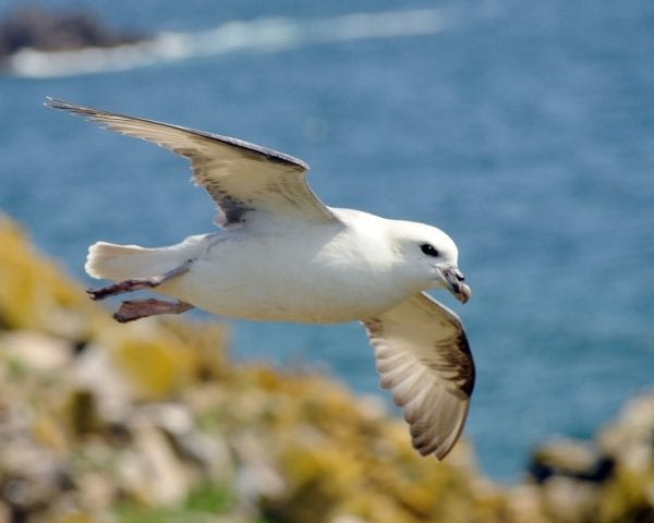 Seabirds of the Greater Skellig Coast Hope Spot - BirdWatch Ireland