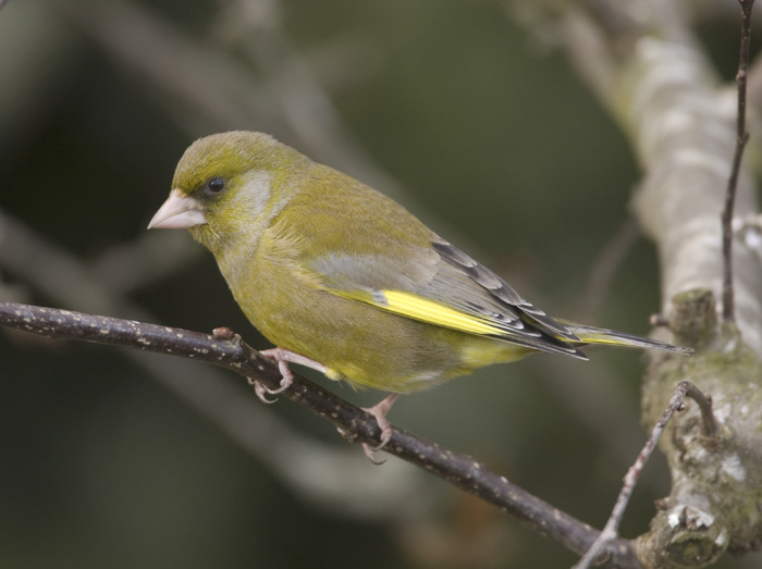 Greenfinch - BirdWatch Ireland
