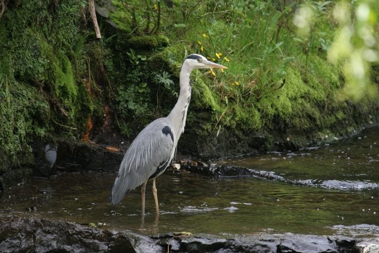 Outing to Doon, Co Limerick - BirdWatch Ireland