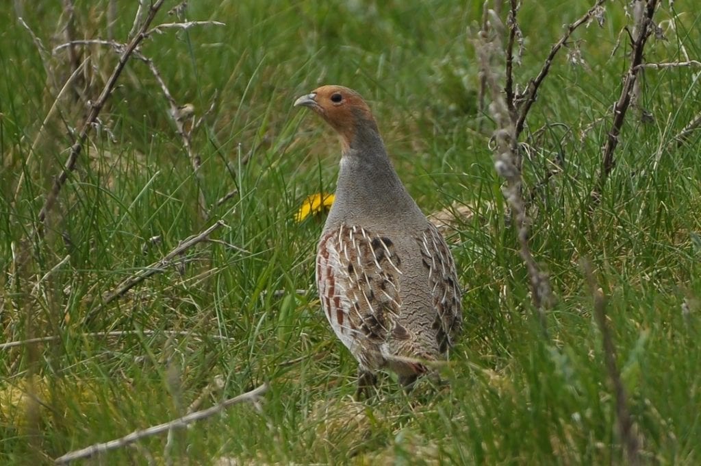 BirdWatch Ireland welcomes State purchase of Dowth Estate and ...