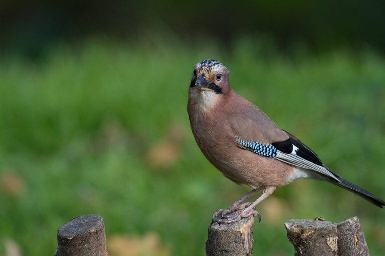 Home Page - BirdWatch Ireland