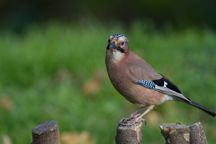 Home Page - BirdWatch Ireland