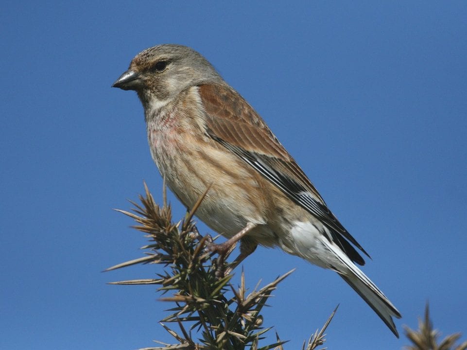 A Visit to Portmarnock-Baldoyle Estuary - BirdWatch Ireland
