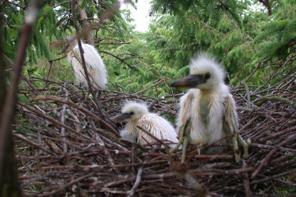 Little Egret - BirdWatch Ireland