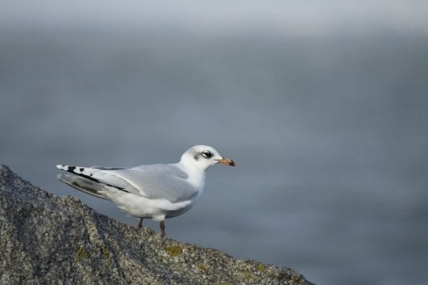 Mediterranean Gull - BirdWatch Ireland