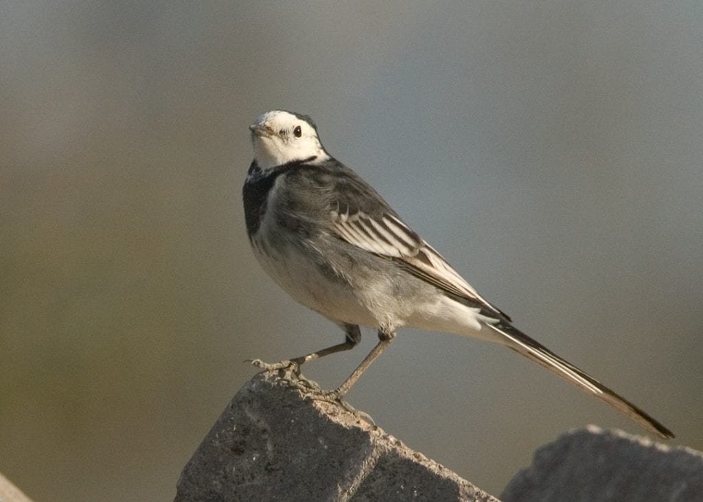 Dunfanaghy Visit - BirdWatch Ireland