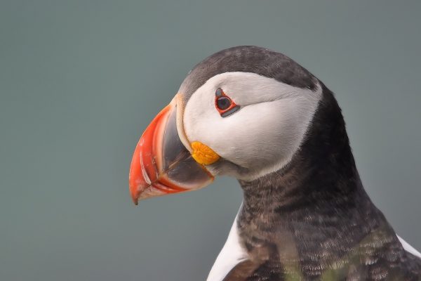 Puffin - BirdWatch Ireland
