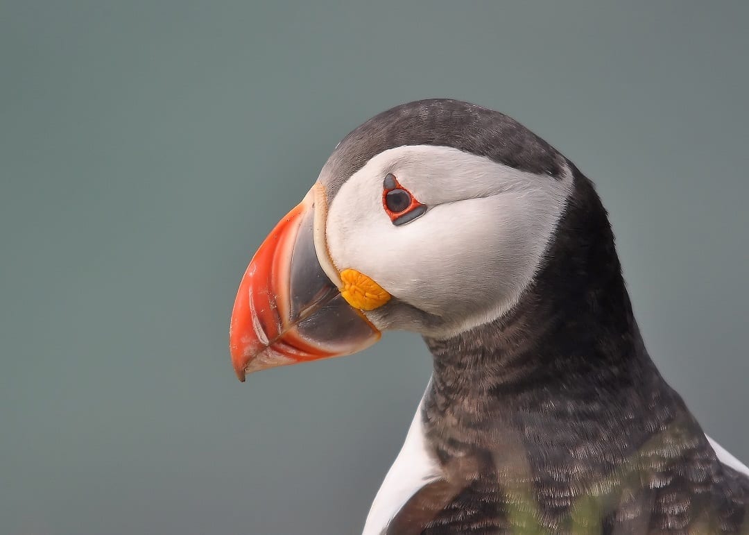 BirdWatch Ireland South Dublin Branch Howth (and nearby islands) boat ...