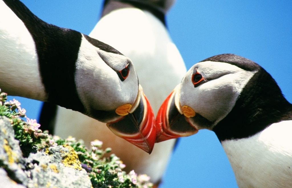 NACES Marine Protected Area gets full protection - BirdWatch Ireland