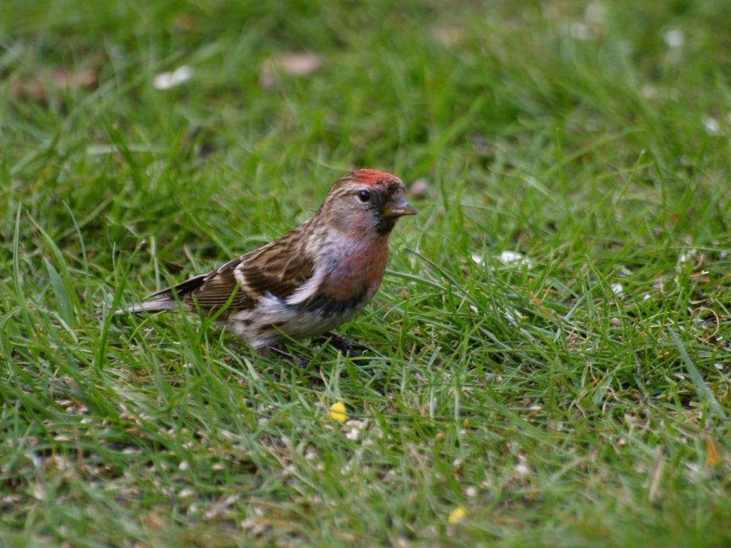 Irish Garden Birds get a spring in their step in February! - BirdWatch ...
