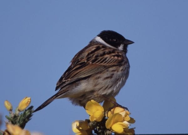 Nature Reserves - Kilcoole - BirdWatch Ireland