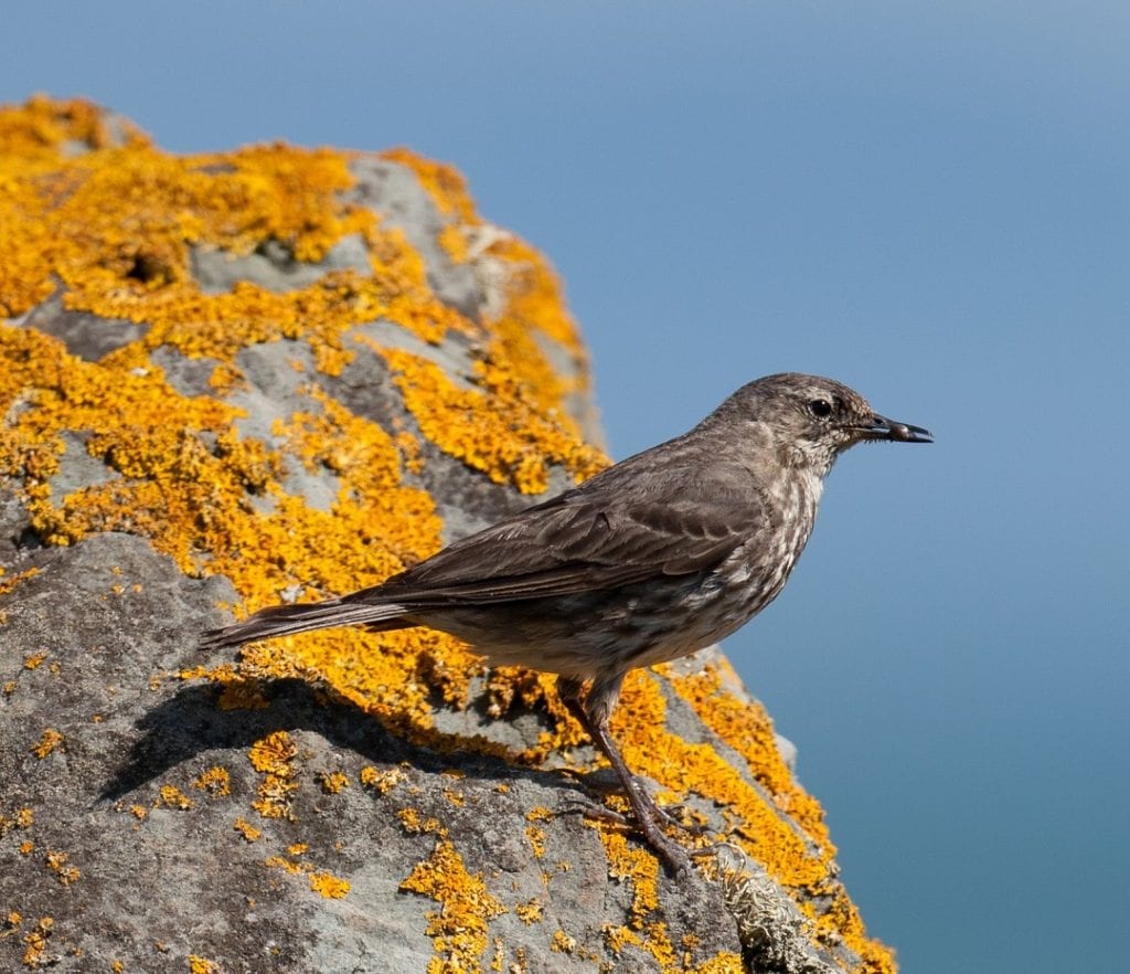 Walk on Nimmo’s Pier - BirdWatch Ireland
