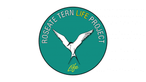Rockabill Tern project - BirdWatch Ireland