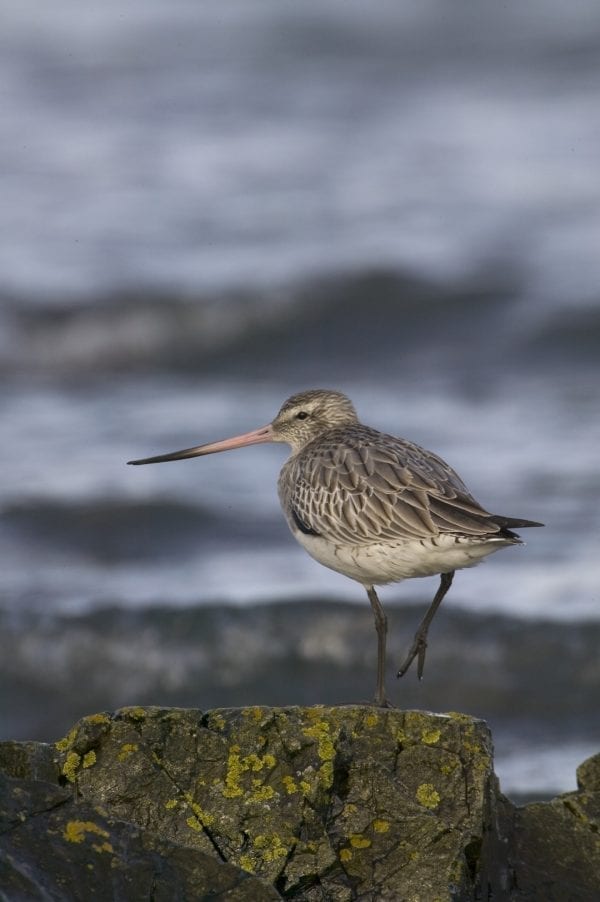 Home and Away with Bar-tailed Godwits - BirdWatch Ireland