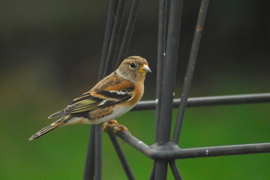 Brambling - BirdWatch Ireland