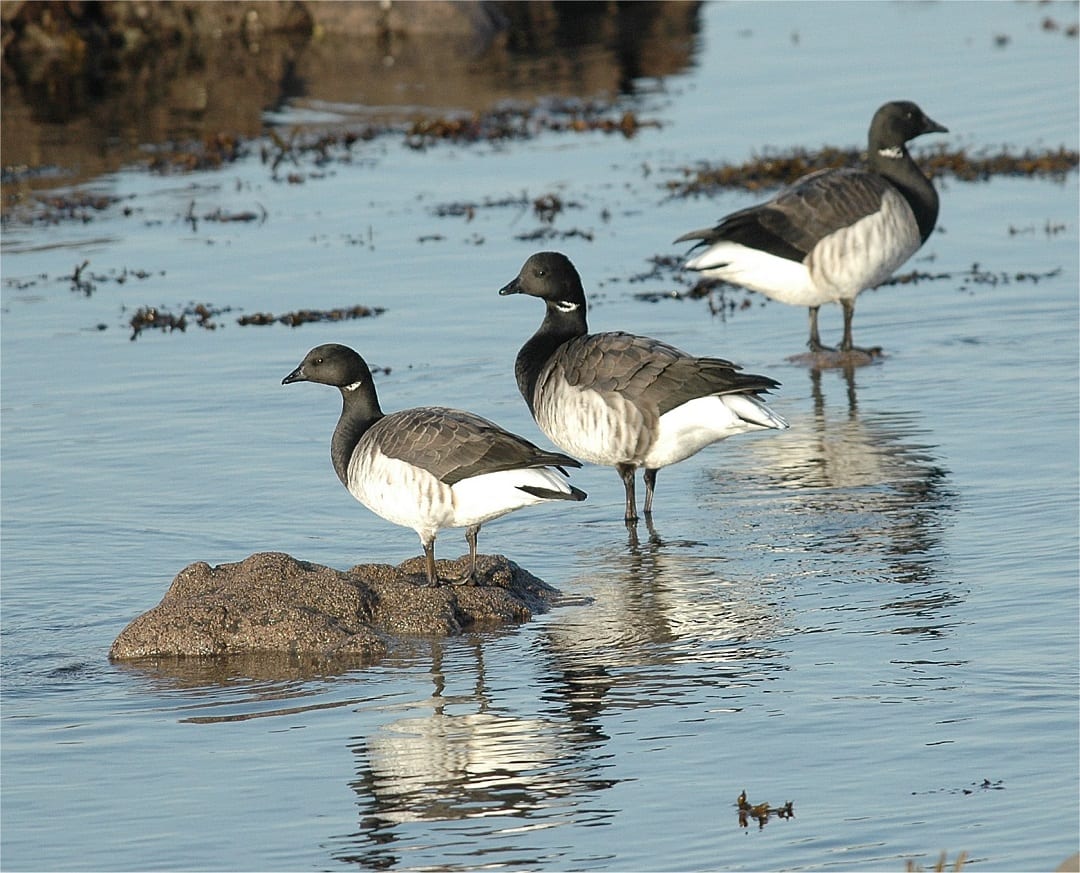 A Visit to Balbriggan - BirdWatch Ireland