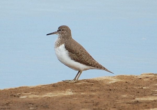 Visit to Seafield, Quilty Co Clare - BirdWatch Ireland