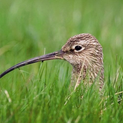 Farmland birds Archives - BirdWatch Ireland