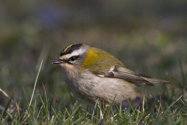 Firecrest - BirdWatch Ireland
