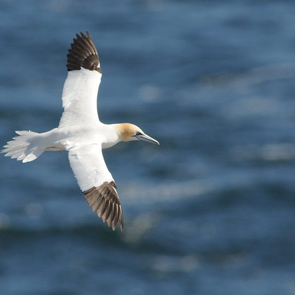 Avian Influenza Archives - BirdWatch Ireland