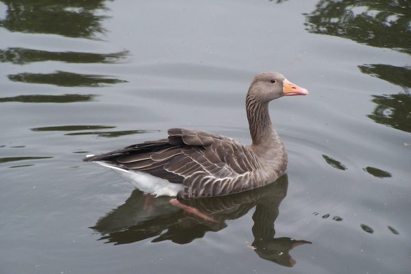 Pink-footed Goose - BirdWatch Ireland