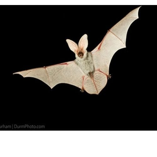 Bat Walk - BirdWatch Ireland