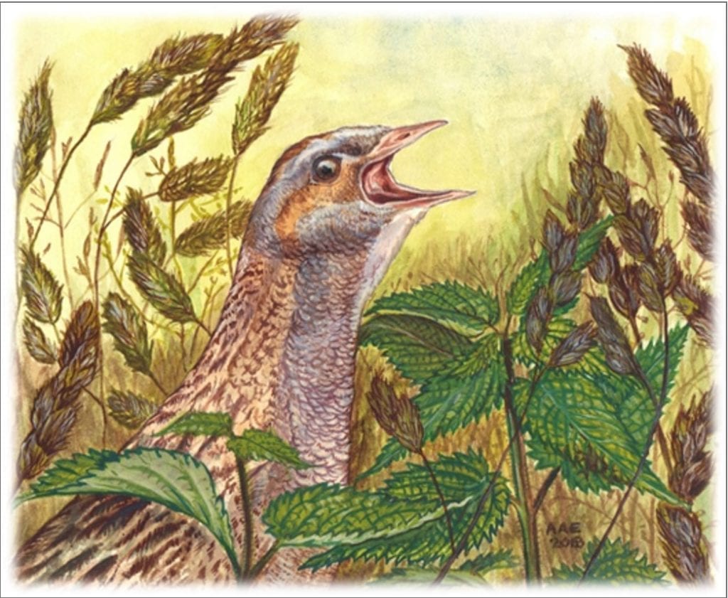 Corncrake Conservation - BirdWatch Ireland