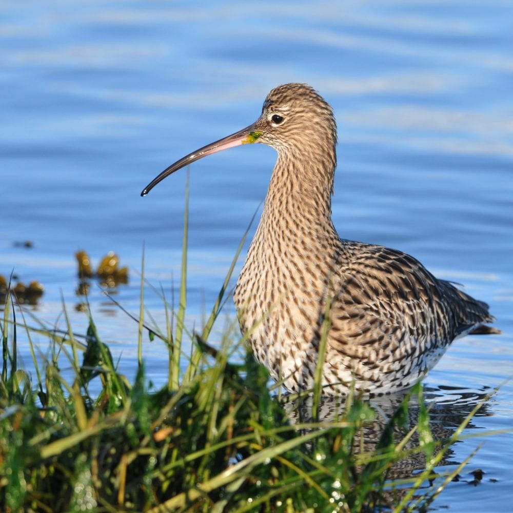 Curlew Archives - BirdWatch Ireland