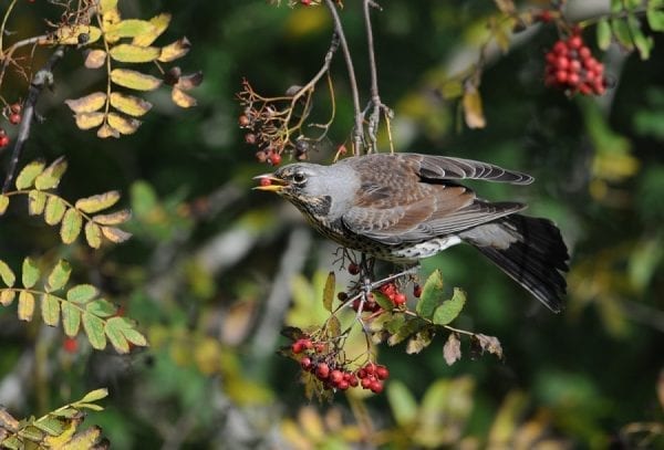 Red(wing) Sky at Night - BirdWatch Ireland