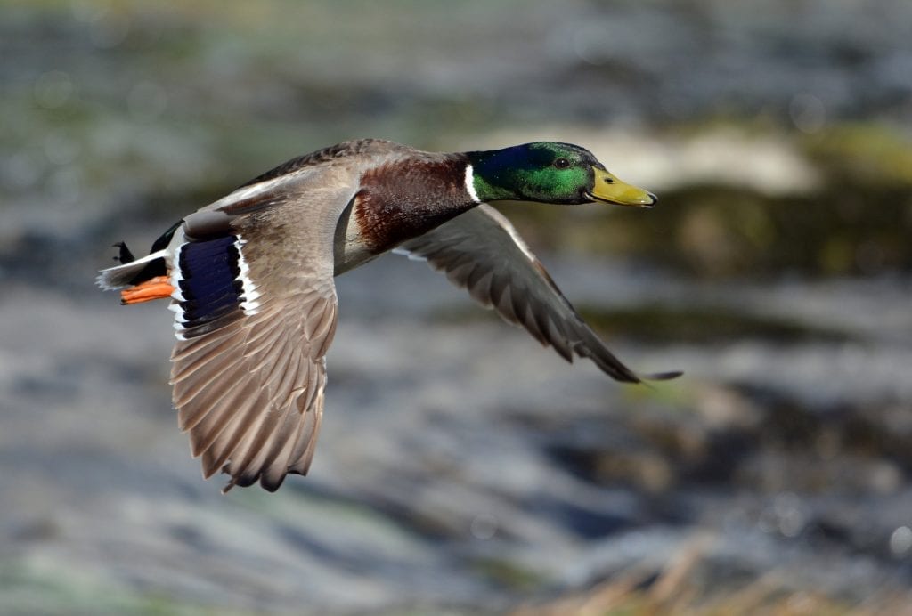 Walk on Nimmo’s Pier - BirdWatch Ireland