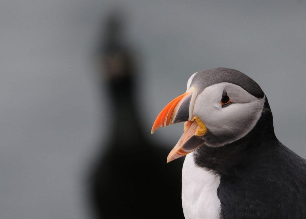 A Day Trip to Tory Island - BirdWatch Ireland
