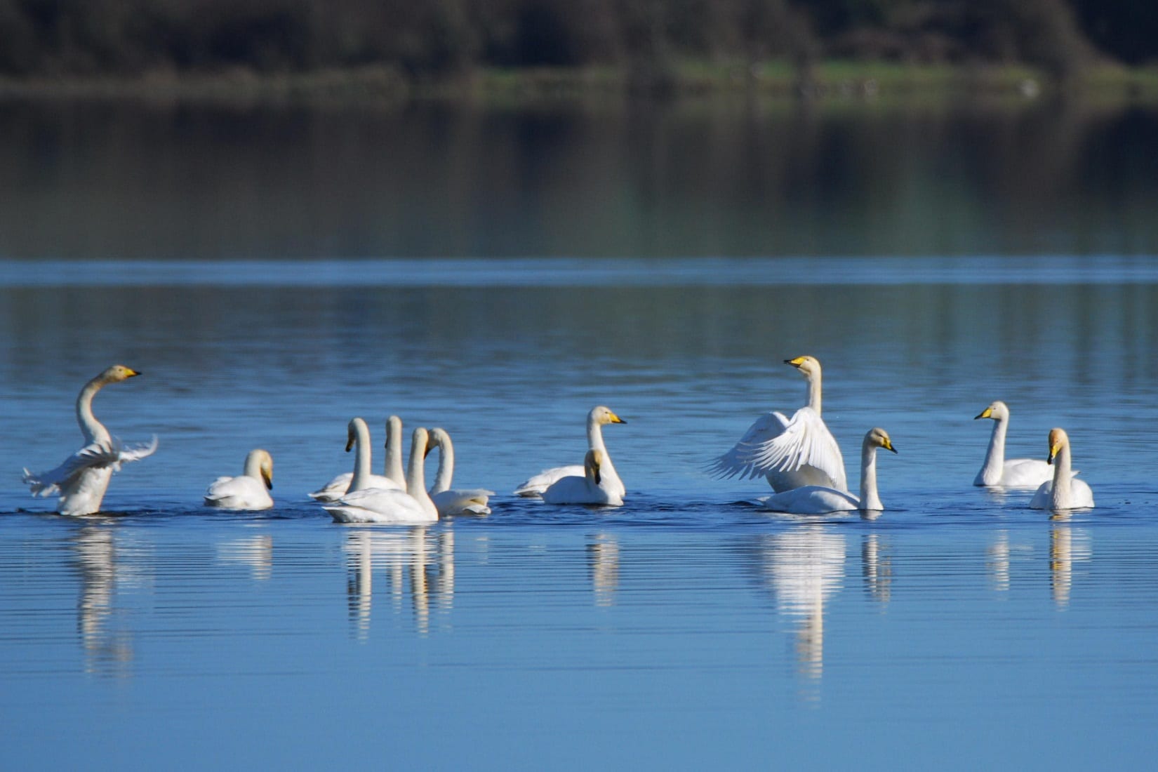 Irish Wetland Bird Survey (I-WeBS) - BirdWatch Ireland