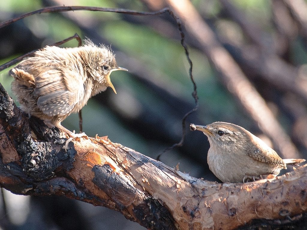 Garden Birds - BirdWatch Ireland