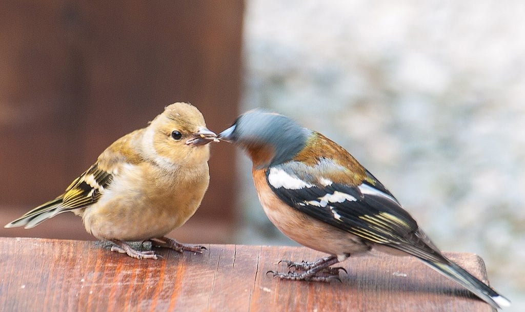 Garden Birds - Fledglings and their Parents - BirdWatch Ireland