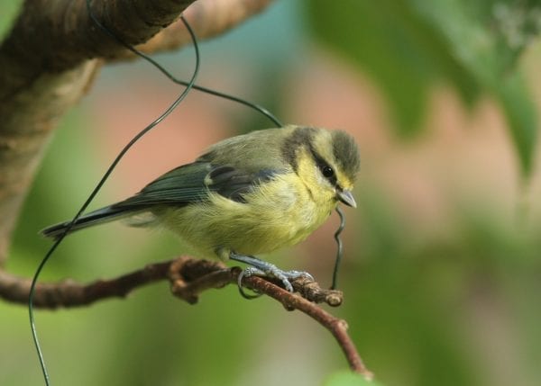 Garden Birds - Fledglings and their Parents - BirdWatch Ireland