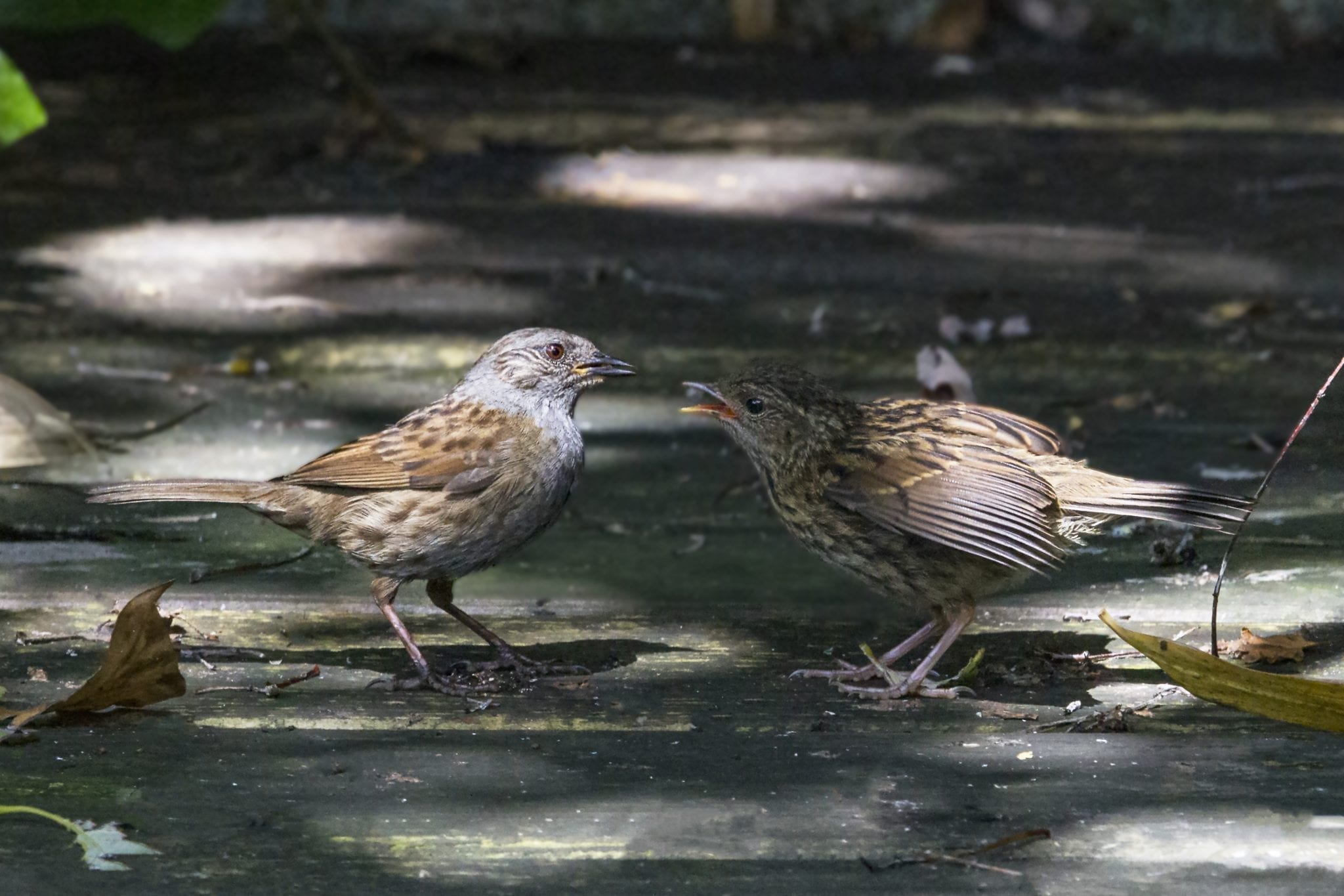 Garden Birds - Fledglings and their Parents - BirdWatch Ireland
