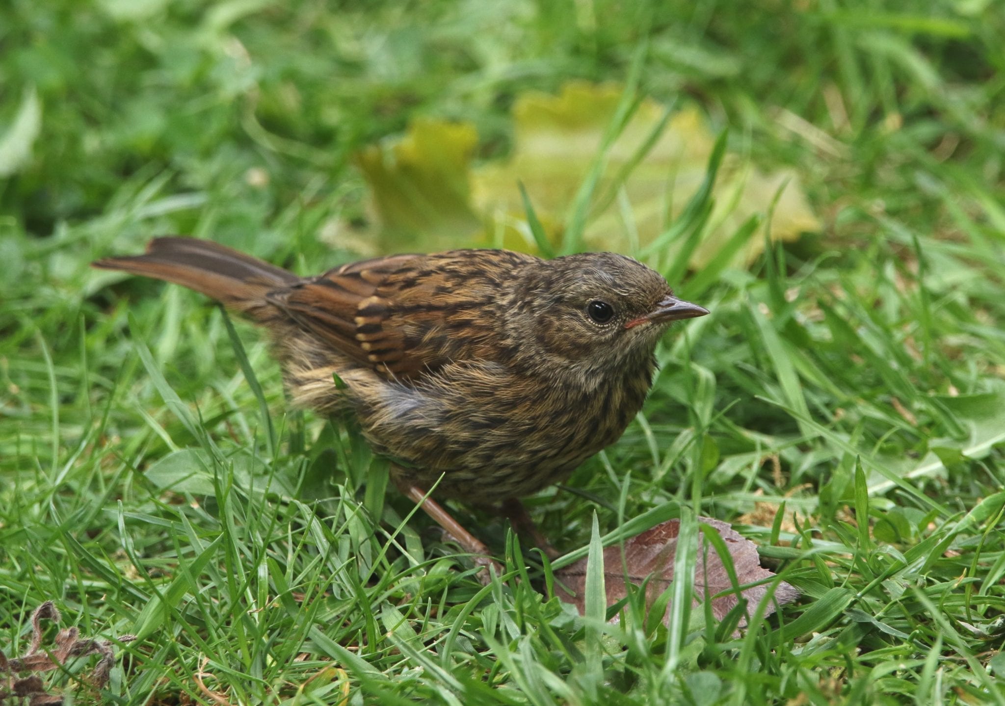 Garden Birds - Fledglings and their Parents - BirdWatch Ireland